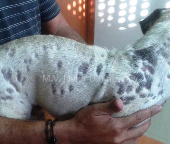 ENFERMEDADES – Dermatología Veterinaria