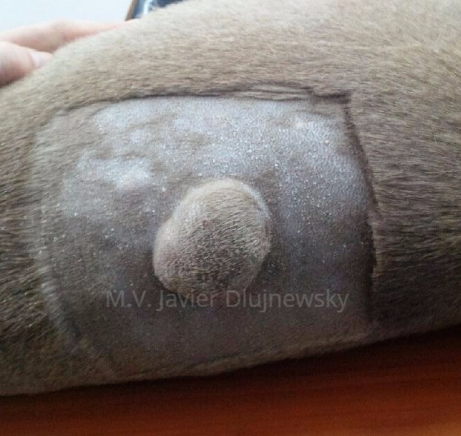 ENFERMEDADES – Dermatología Veterinaria