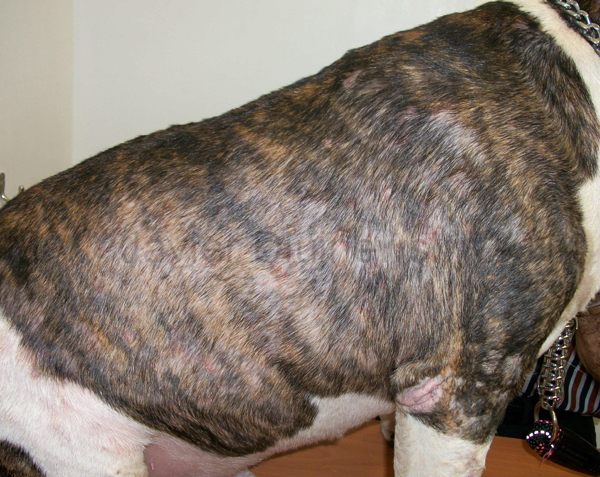 ENFERMEDADES – Dermatología Veterinaria